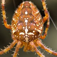 Иконка канала Пауки и насекомые