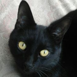 Иконка канала Диалоговый журнал 14