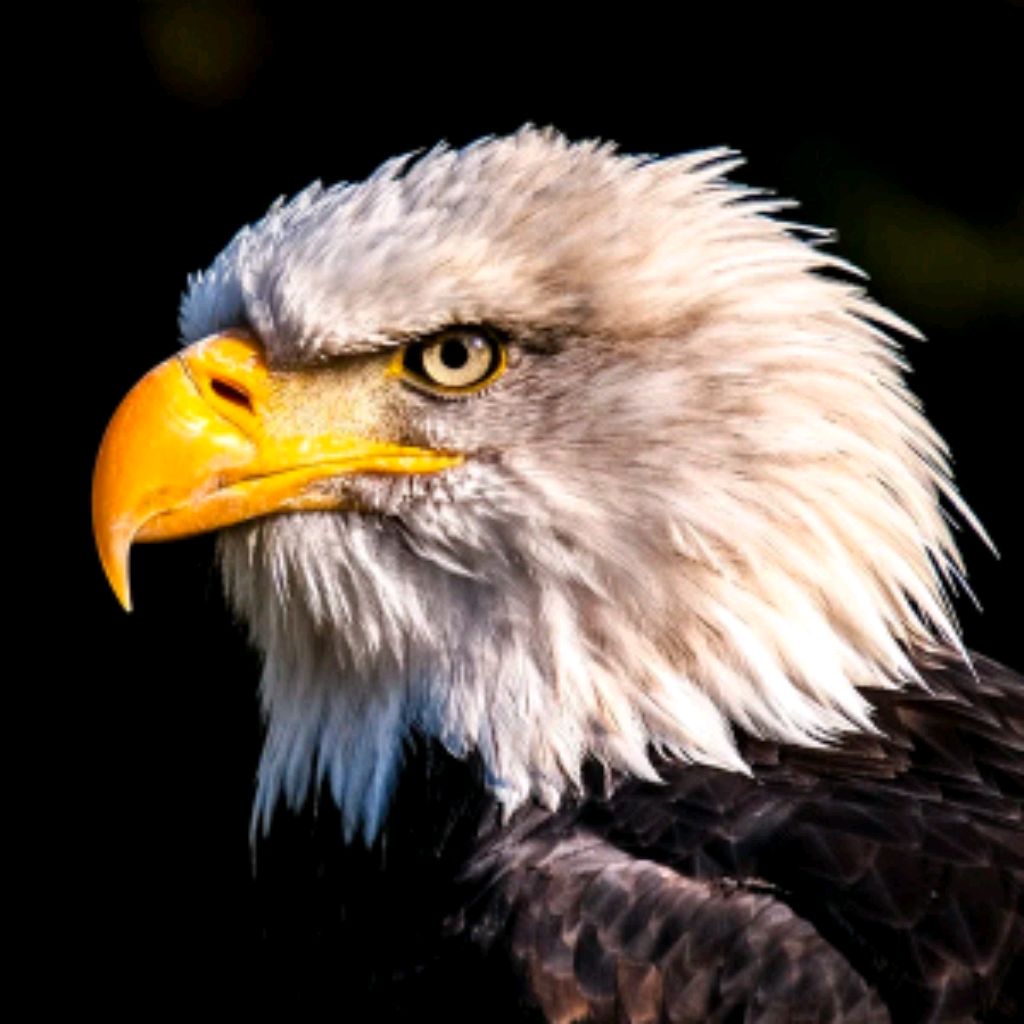 Иконка канала 333