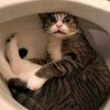 Иконка канала Приколы с животными