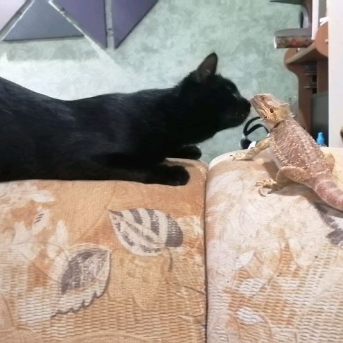 Иконка канала Лучше чем люди