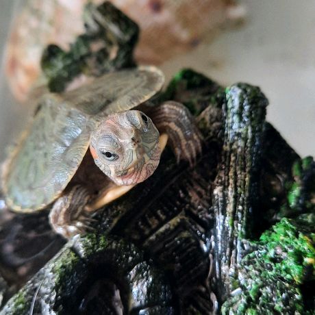 Иконка канала Тёмикс