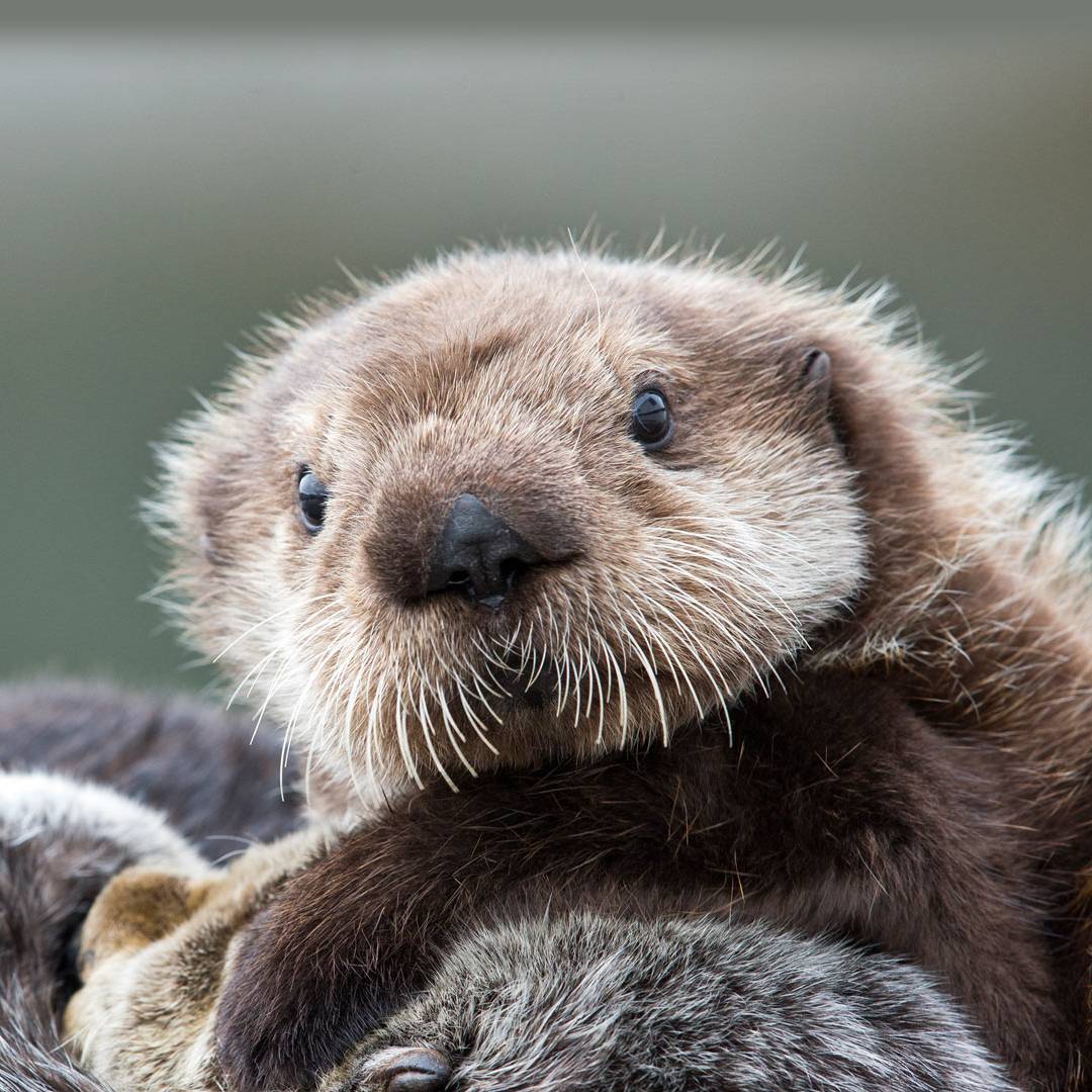 Иконка канала channel30797447