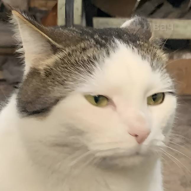 Иконка канала Запах Леса