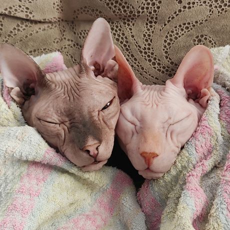 Иконка канала MrZloikate