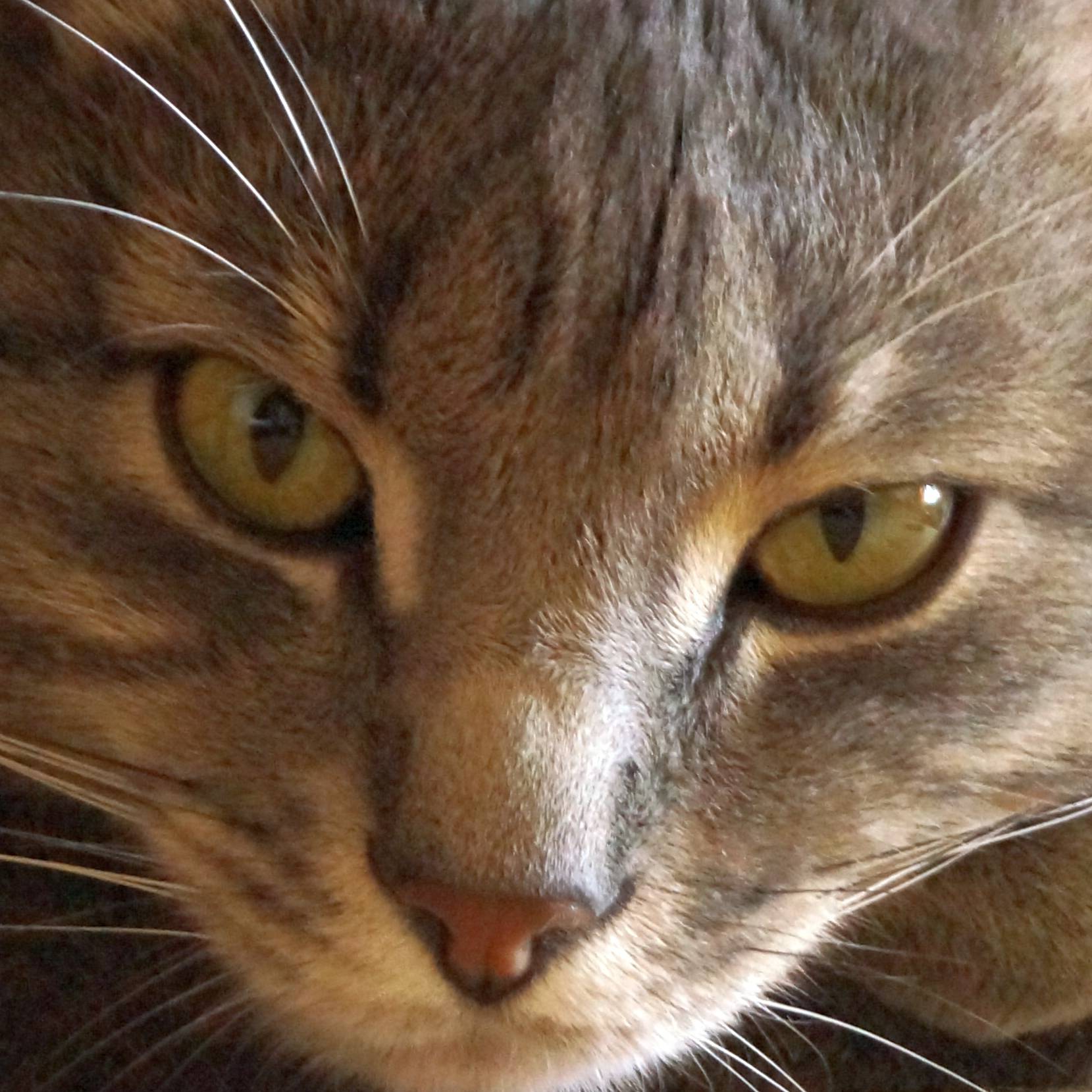 Иконка канала boooka