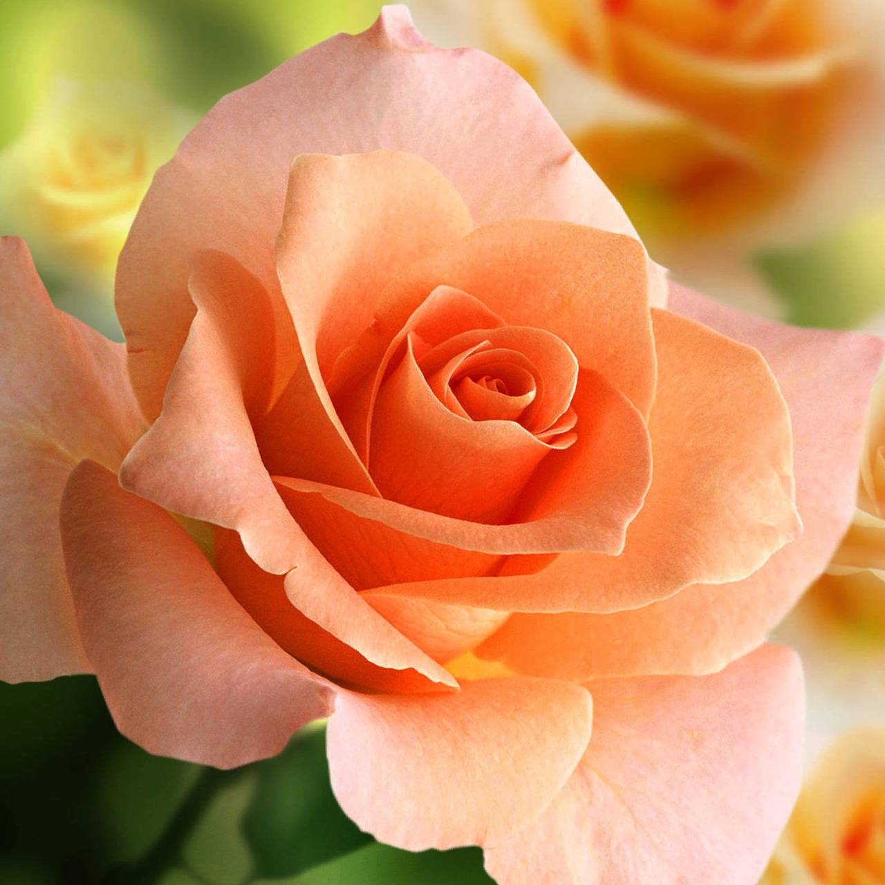 Иконка канала Виола-гороскопы