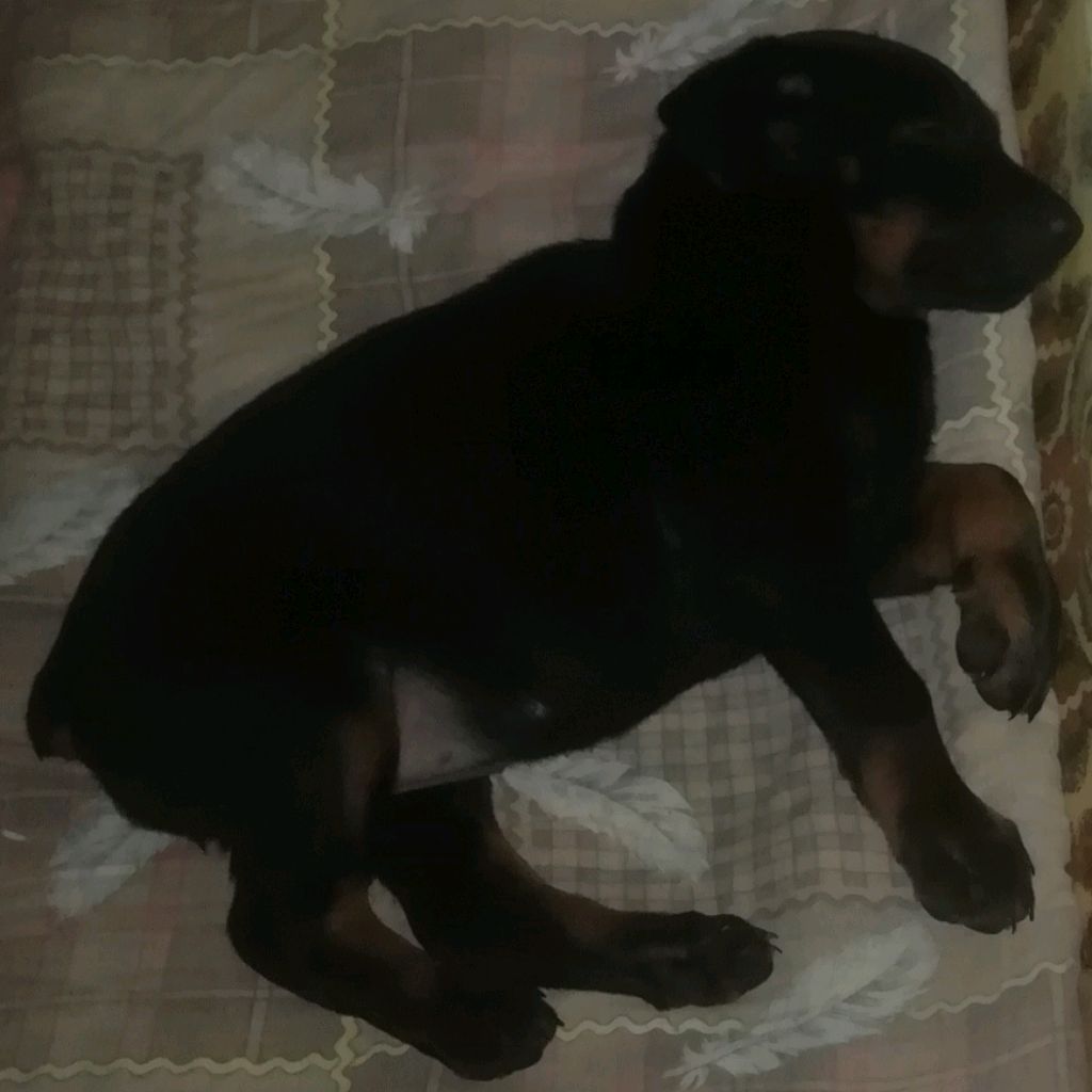 Иконка канала Доберман Бони