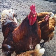 Иконка канала Хлопоты в моём селе