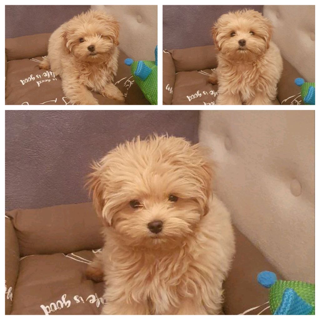 Иконка канала Мальтипу Лаки