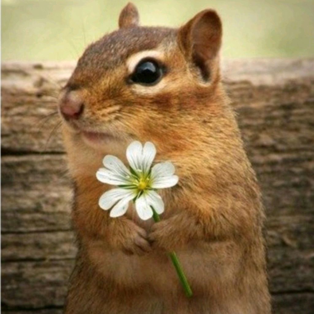 Иконка канала ЗООНАРОД