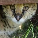 Иконка канала ZooRisovki