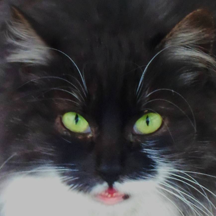 Иконка канала Дача Кухня Кошки