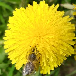 Иконка канала Pchel'Nik