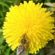 Иконка канала Pchel'Nik