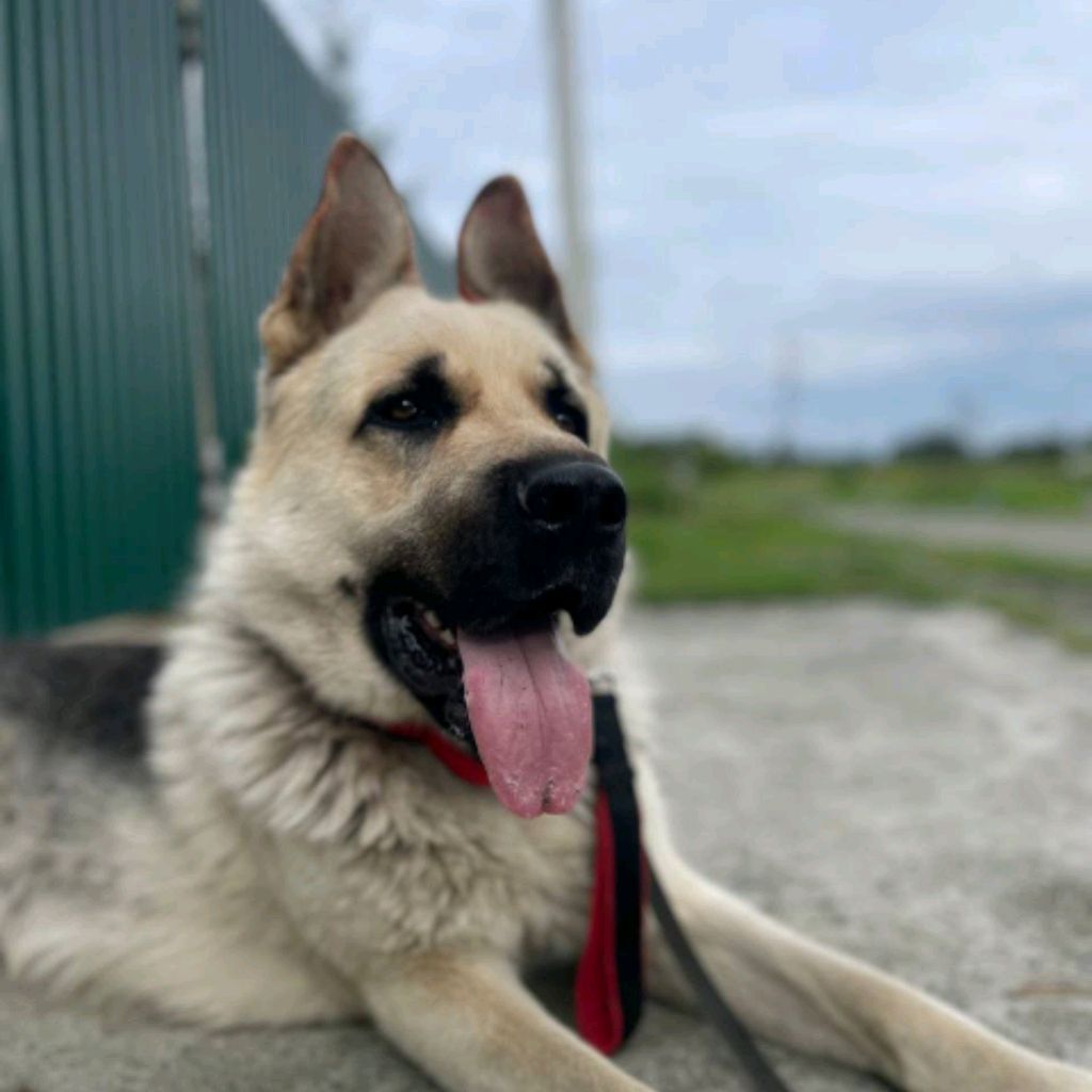 Иконка канала Кривоухий