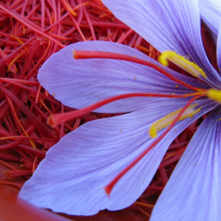 Иконка канала Цвет шафрана