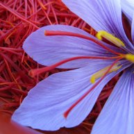 Иконка канала Цвет шафрана