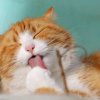 Иконка канала САМЫЕ милые животные