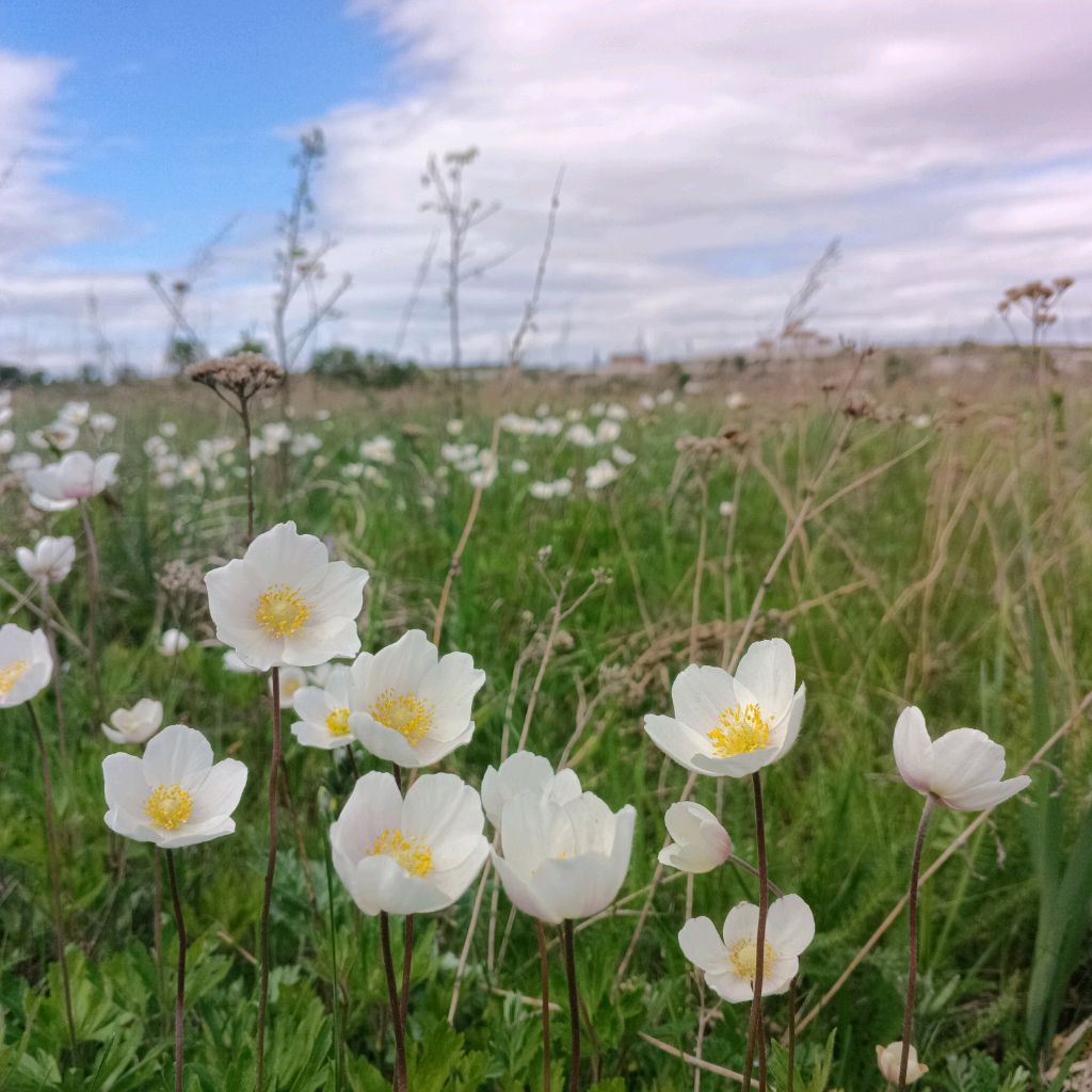 Иконка канала Иринка