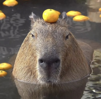 Иконка канала Fronzes