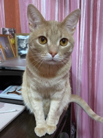 Иконка канала Кот Масик???