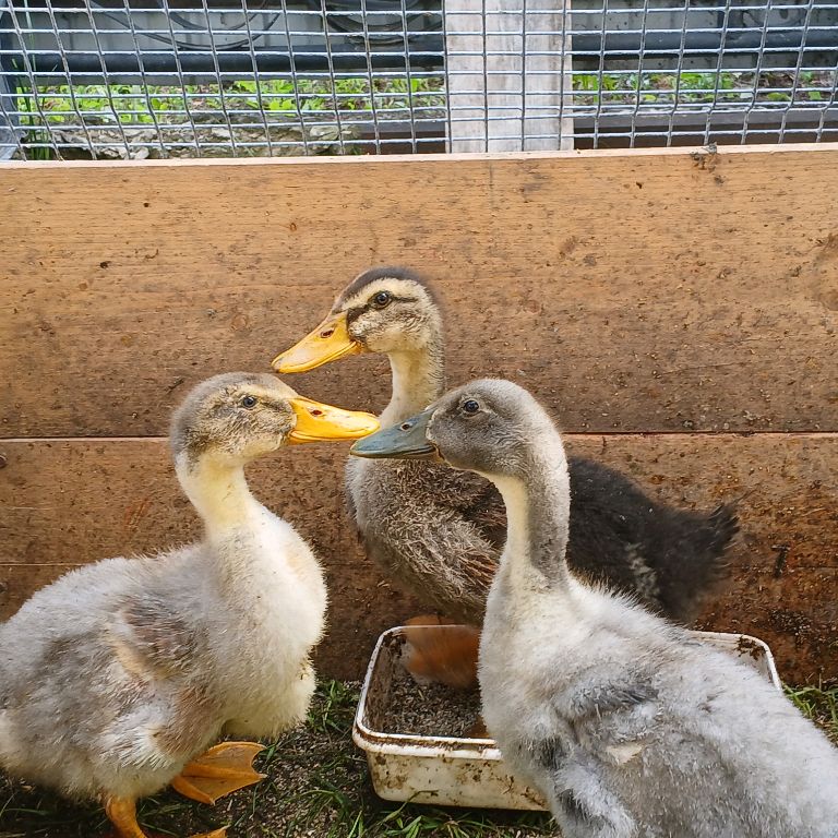 Иконка канала Кул Дак Дин🦆