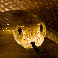 Иконка канала Каа