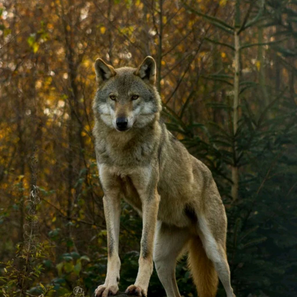 Иконка канала Wild wolf