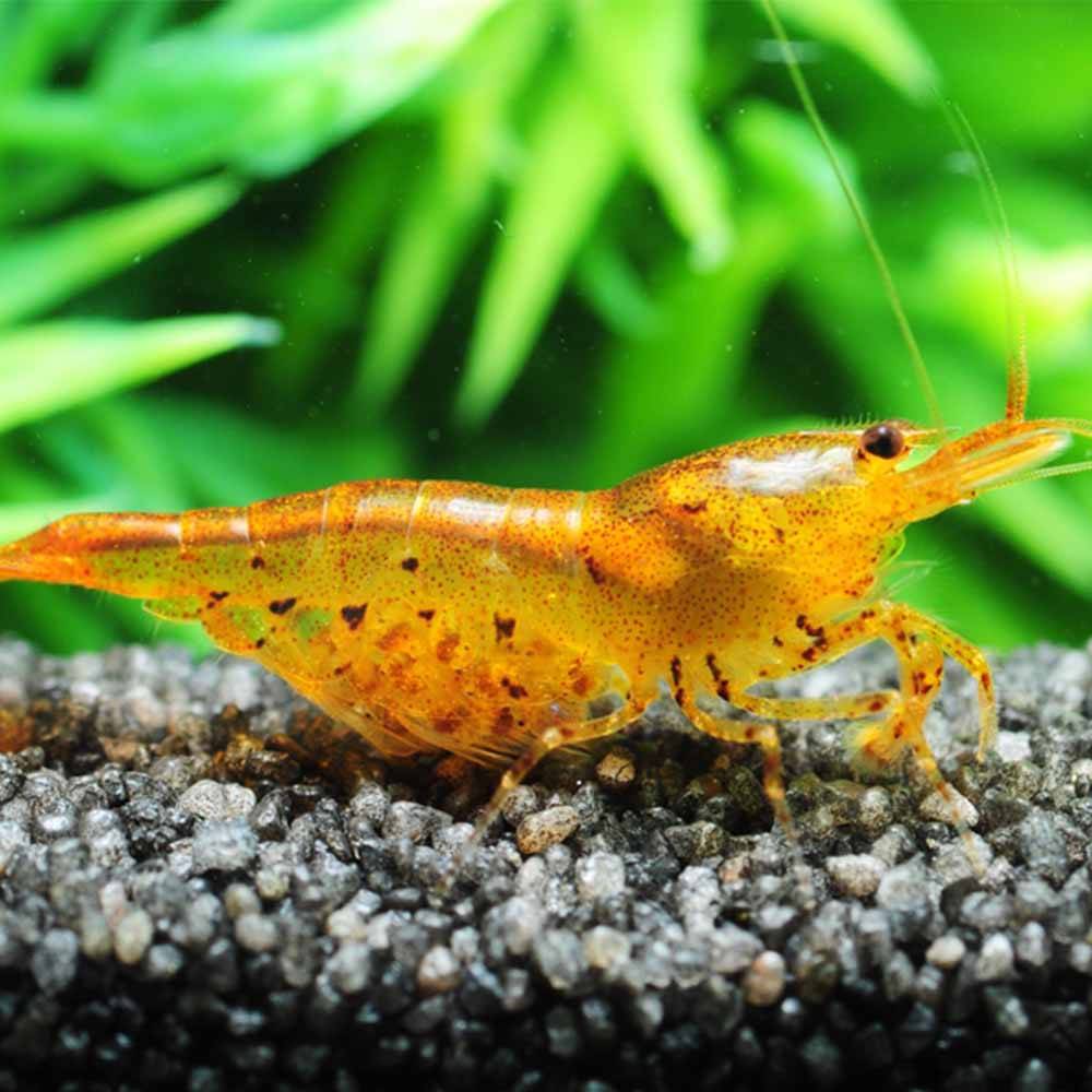 Иконка канала аквариумные креветки:)