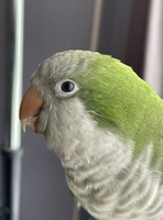 Иконка канала Гришаня