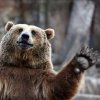 Иконка канала Северный Медведь