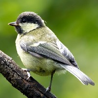 Иконка канала tube