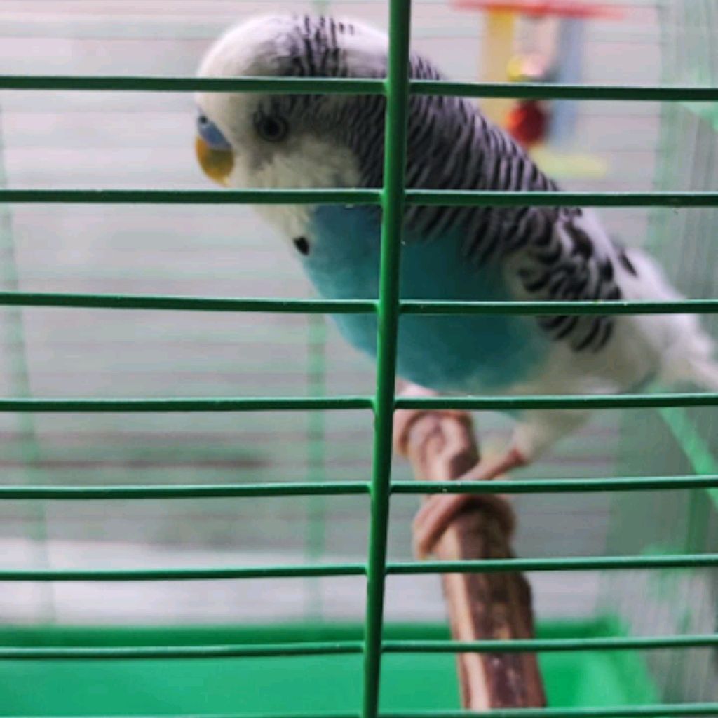 Иконка канала Тоша попик