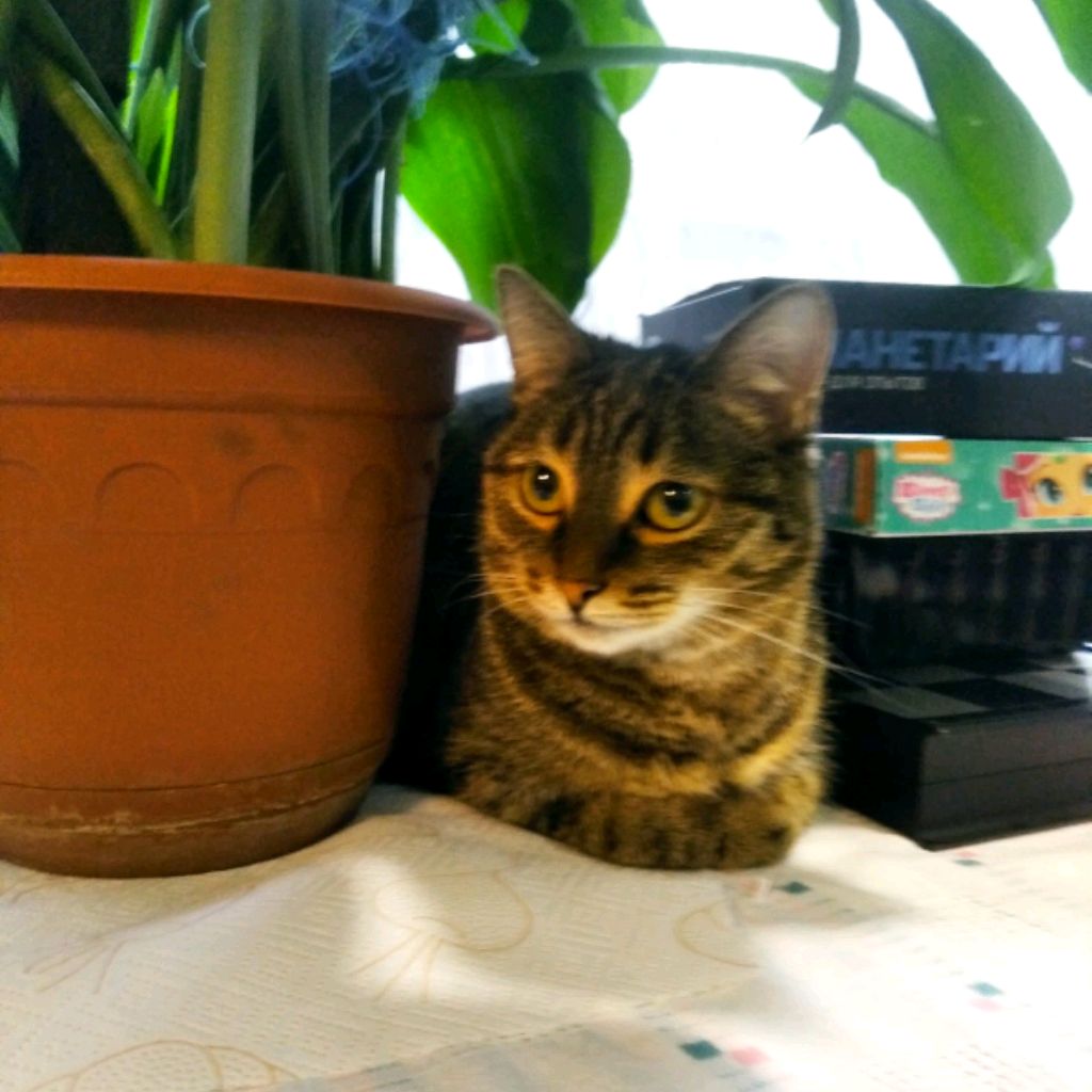 Иконка канала Соня Крутая