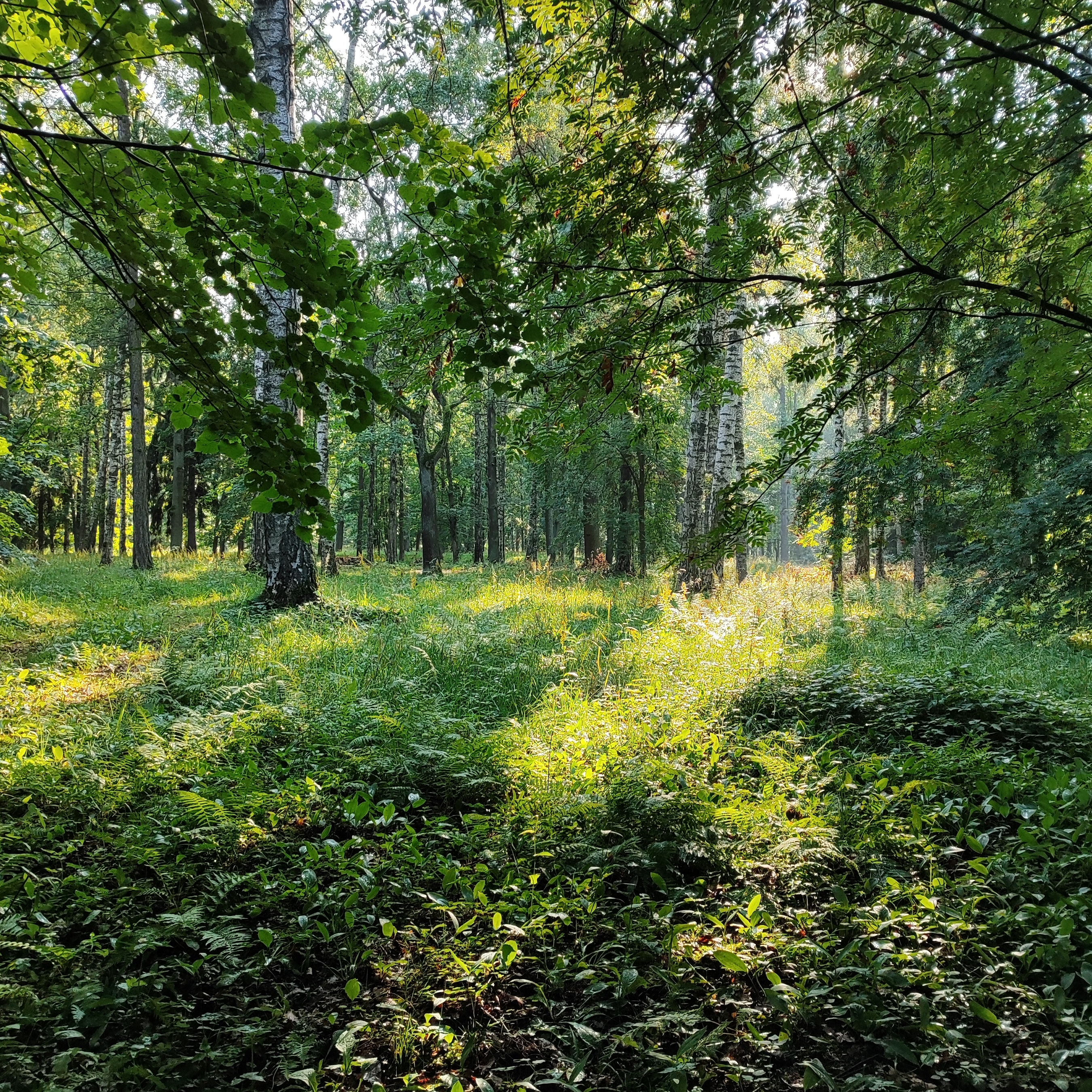 Иконка канала kaktus