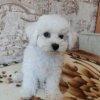 Иконка канала котик Барсик и песик Арчи