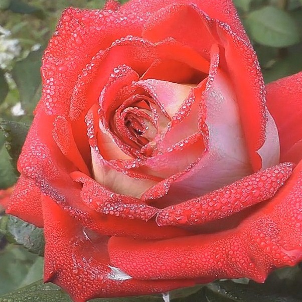 Иконка канала САД 5 СОТОК Людмилы