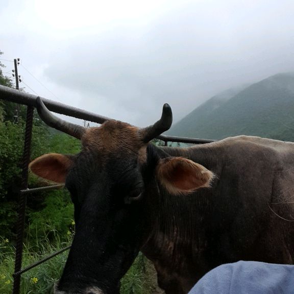 Иконка канала Природа