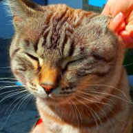 Иконка канала Смешные коты✅