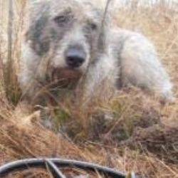 Иконка канала Николай Утешев