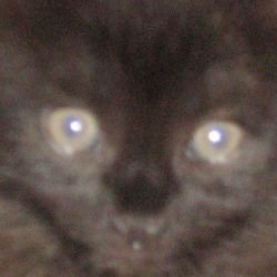 Иконка канала MISHGUN