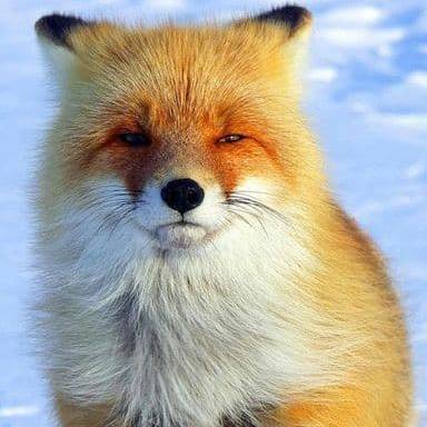 Иконка канала Лиса Алиса