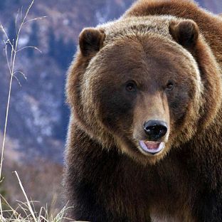 Иконка канала Гризли Барни