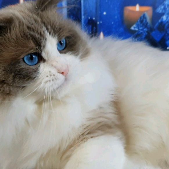 Иконка канала Ragdoll Club CAT DOLL