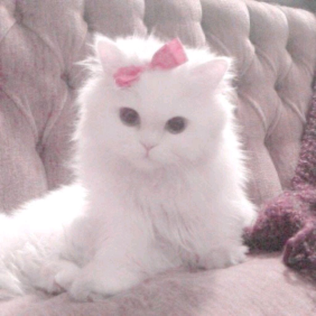 Иконка канала К-поп хоряги 🎀