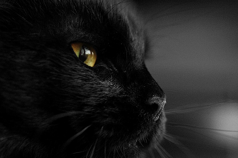 Иконка канала Black Amfy
