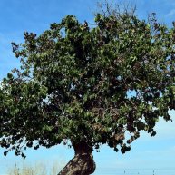 Иконка канала Под кроной тутового дерева