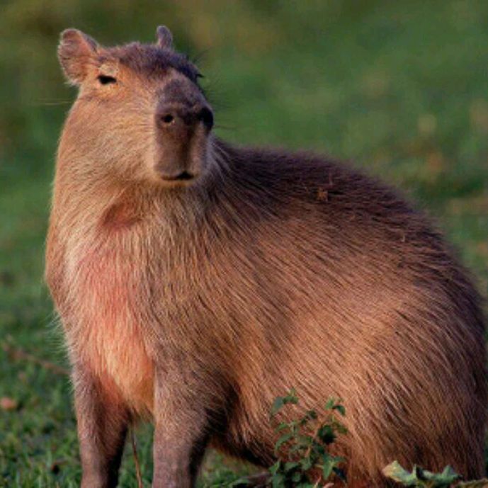 Иконка канала MR Kapibara