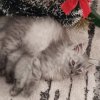 Иконка канала LYSURS